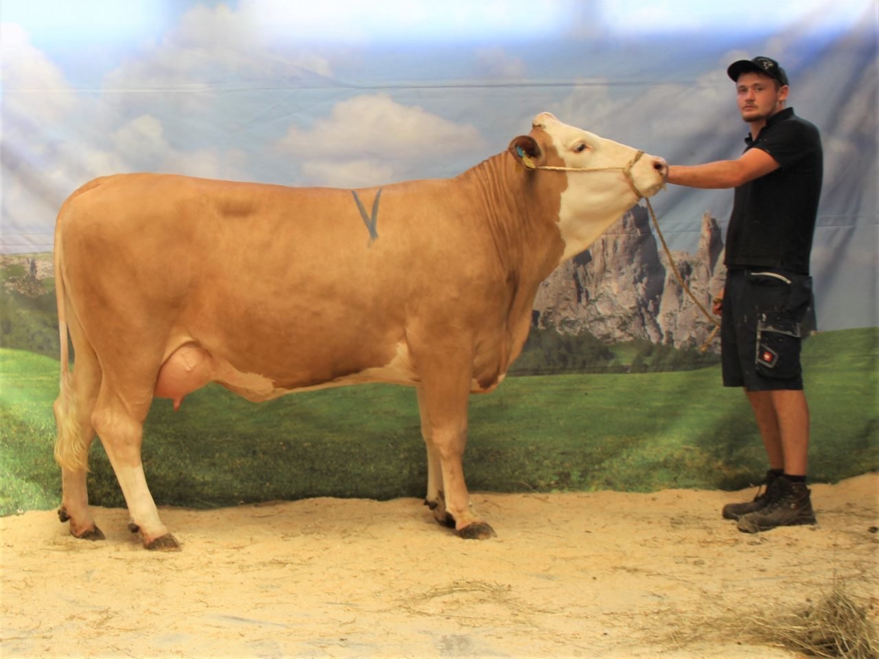 Gemeinsame Versteigerung der Rassen Grauvieh, Fleckvieh, Holstein ...