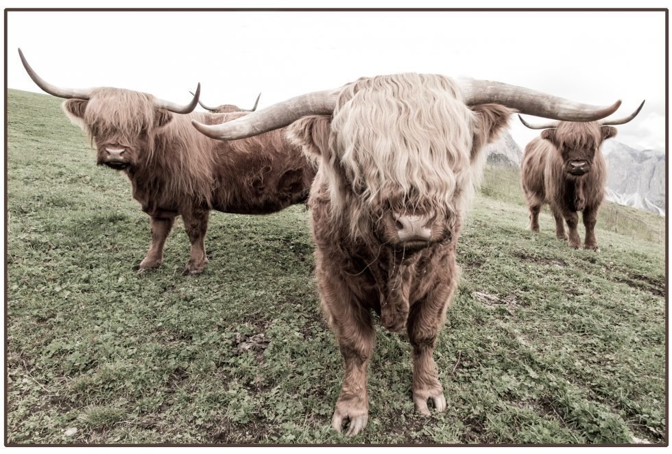 Rassen - Südtiroler Rinderzuchtverband